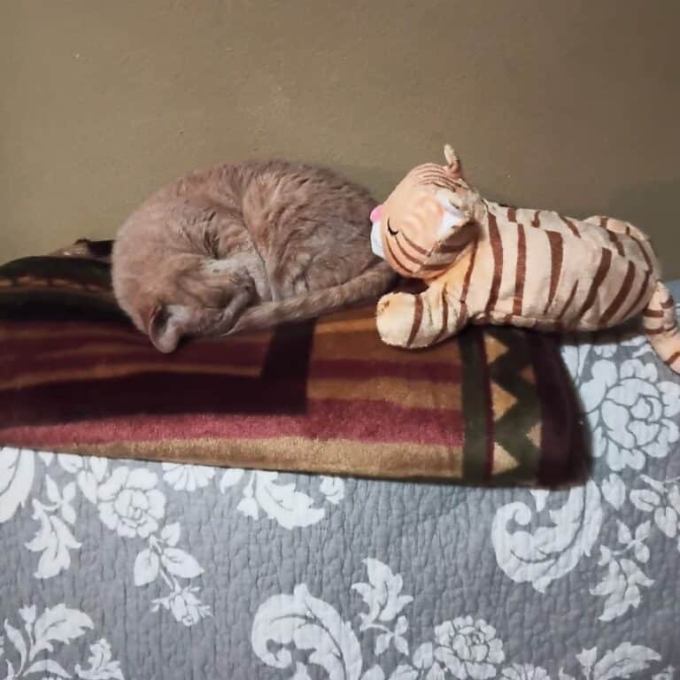 Air-Tro's "Comfy Pets" Photo Contest Benefits Pasadena Humane