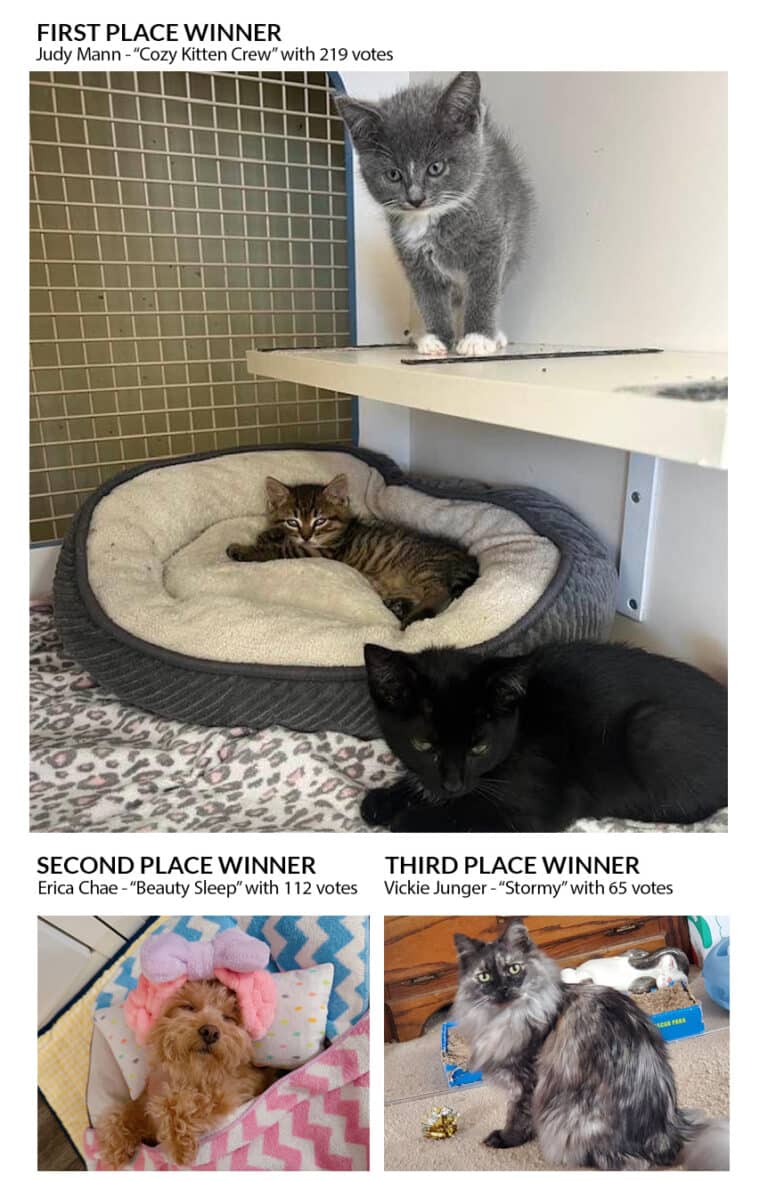 Air-Tro's "Comfy Pets" Photo Contest Benefits Pasadena Humane